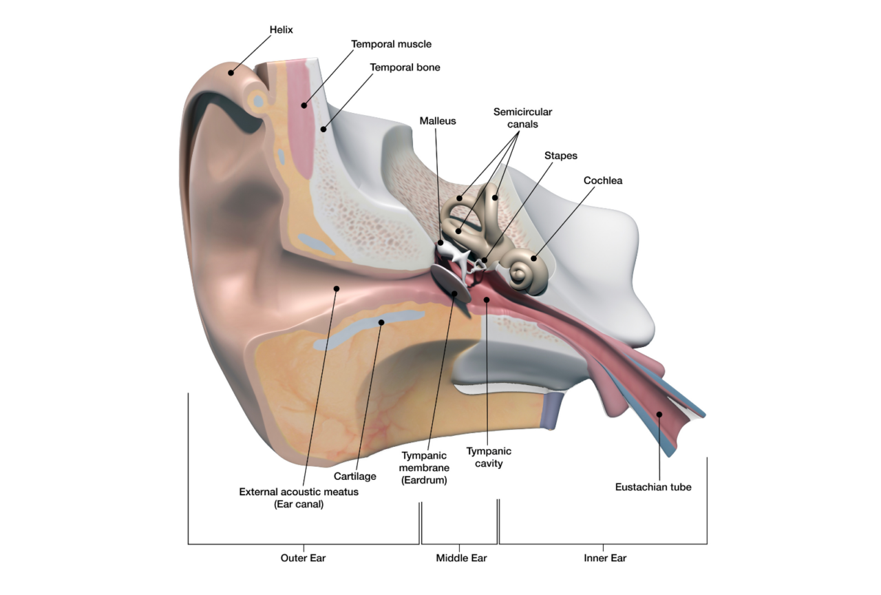 TMJ-Related Hearing Loss: Understanding the Connection - Singapore ...